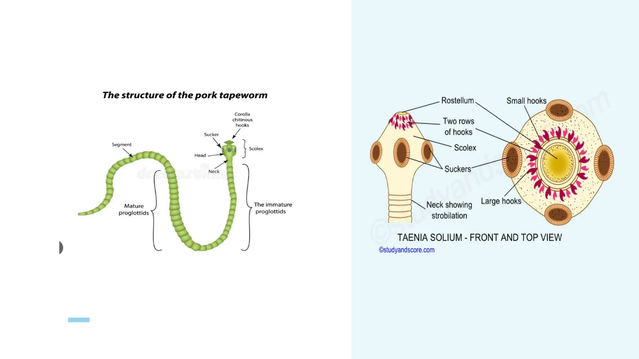 Life cycle of Taenia Solium & its parasitic adaptations. | PPTX
