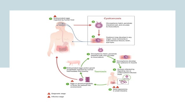Life cycle of Taenia Solium & its parasitic adaptations. | PPTX