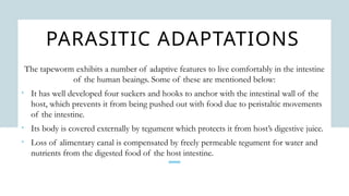 Life cycle of Taenia Solium & its parasitic adaptations. | PPTX
