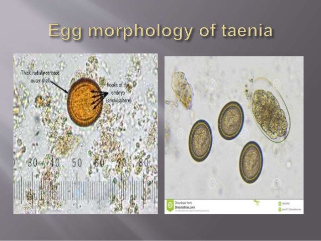 Taenia Solium And Taenia Saginata