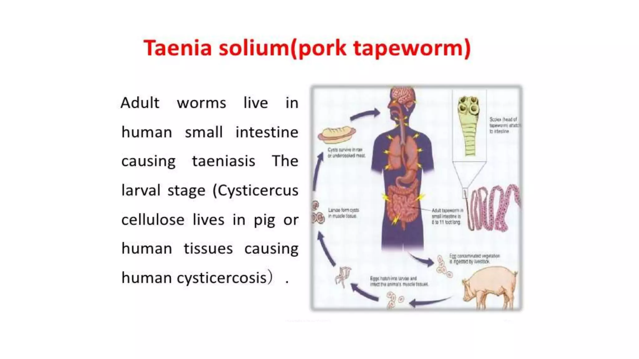 Taenia solium presentation2 | PPT