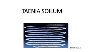 Taenia solium presentation2 | PPT