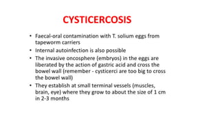 Taenia solium presentation2 | PPT