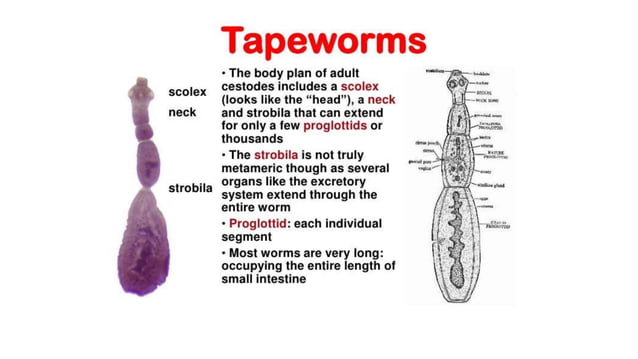 Taenia solium presentation2 | PPT