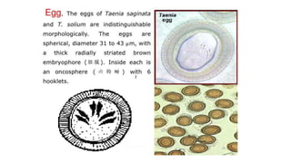 Taenia solium presentation2 | PPT