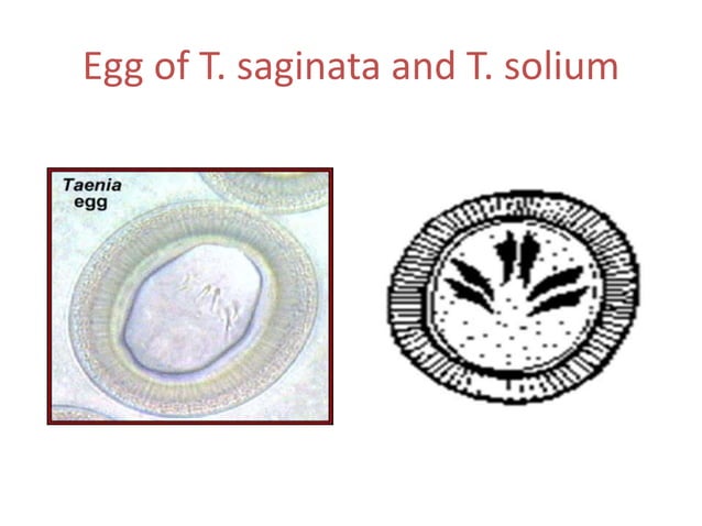 Taenia solium, saginata & neurocysticercosis | PPT
