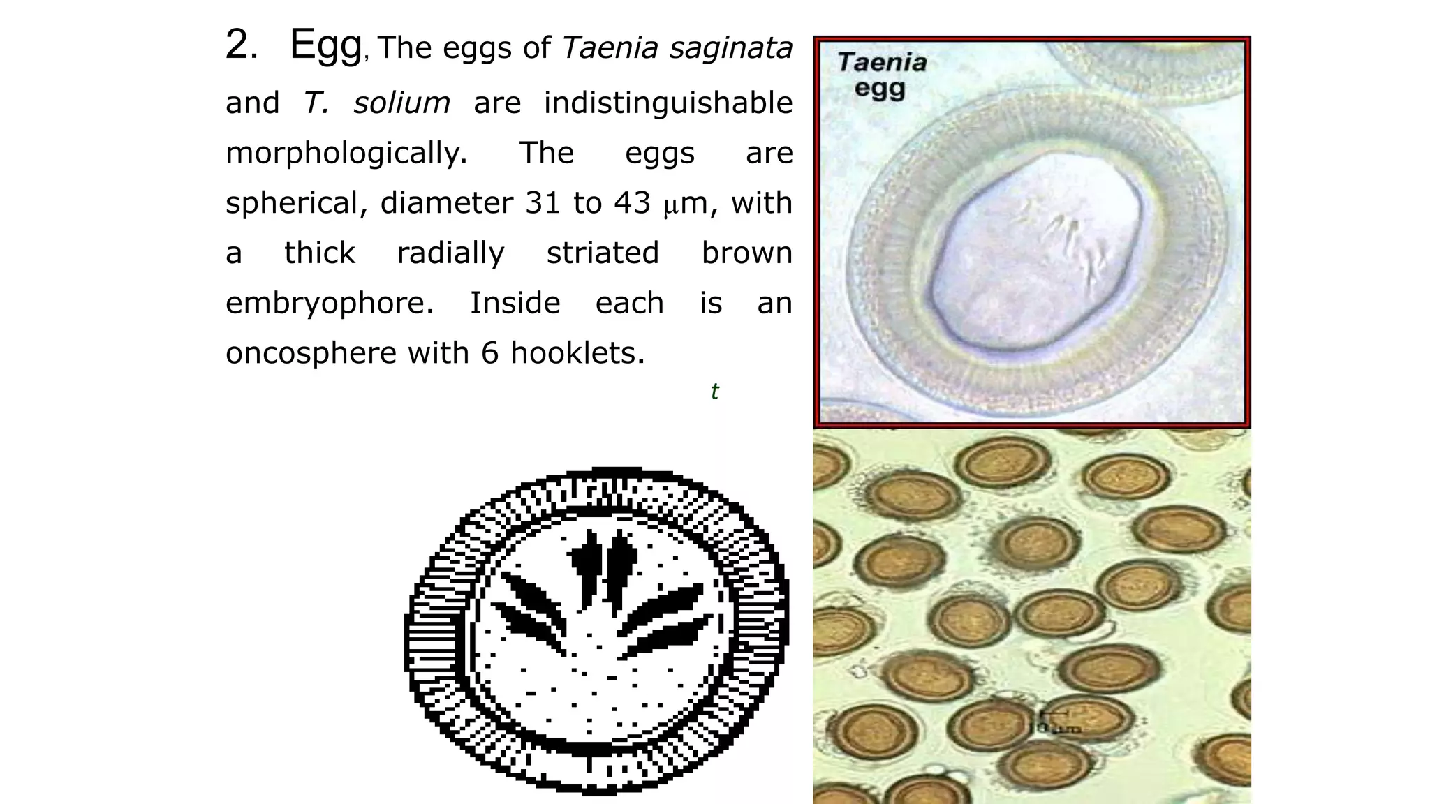 Taenia solium & Taenia saginata | PPTX