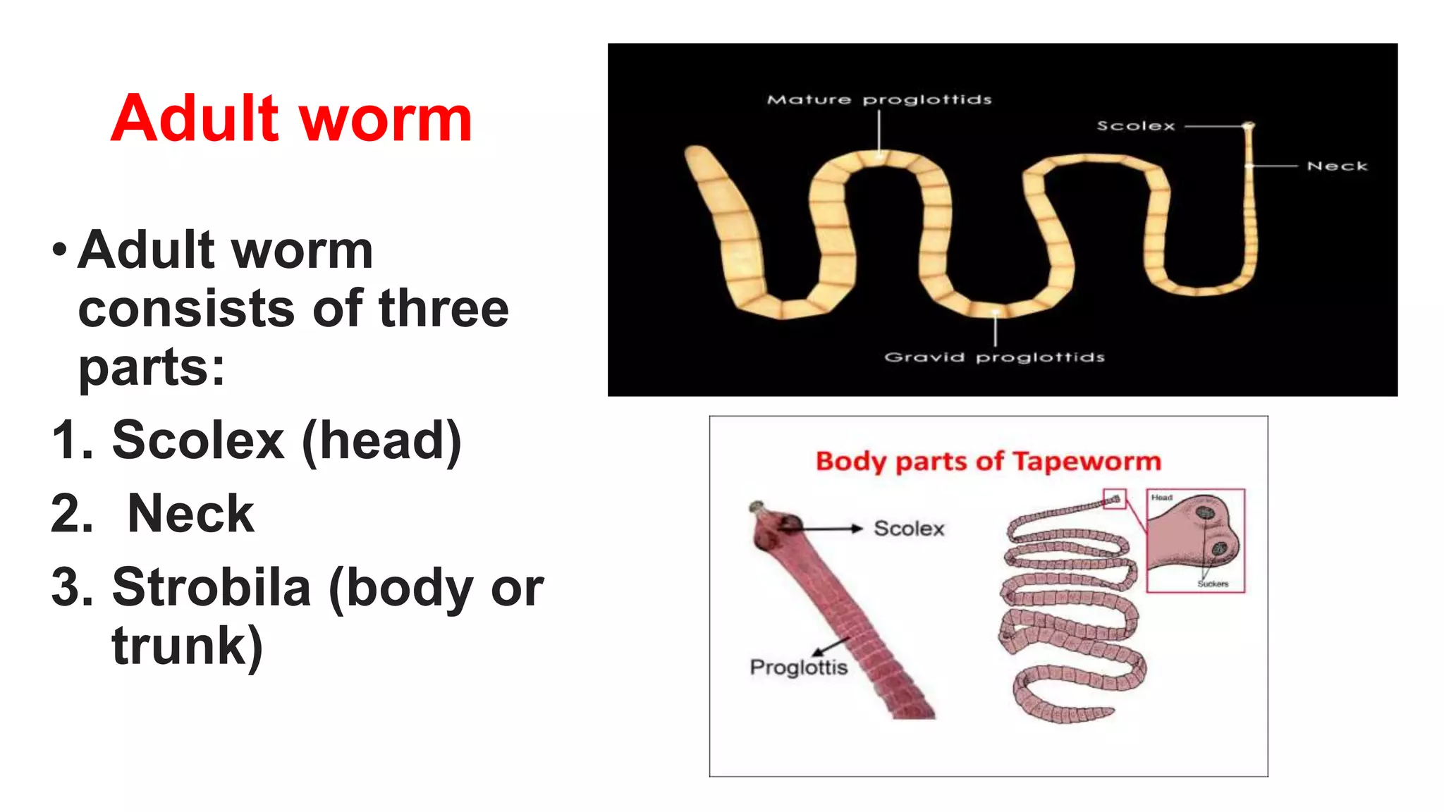 Taenia solium & Taenia saginata | PPTX