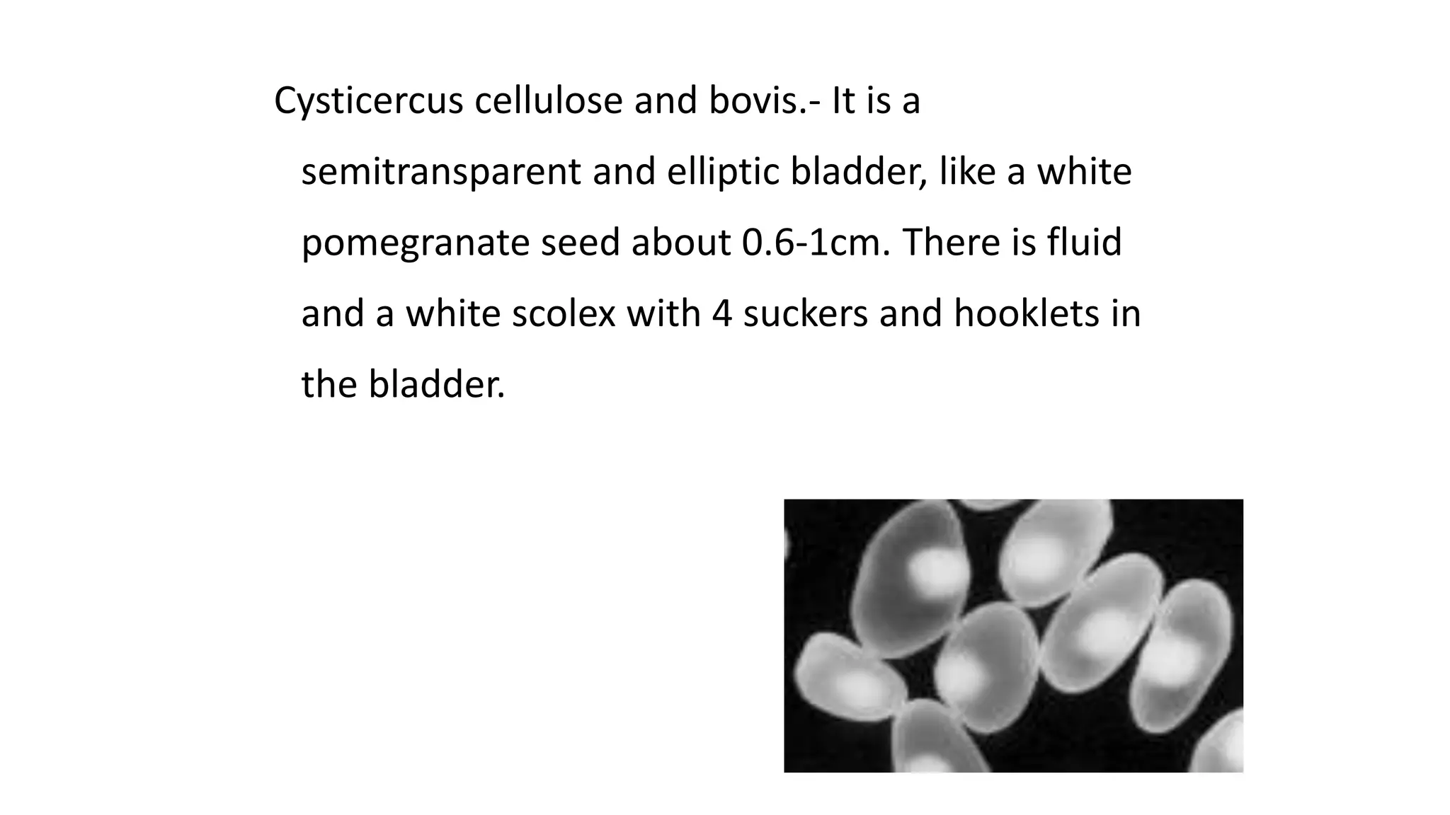 Taenia solium & Taenia saginata | PPTX