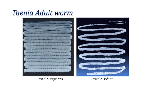 Taenia solium & Taenia saginata | PPTX