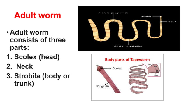 Taenia solium & Taenia saginata | PPTX