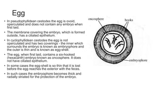 Taenia solium & Taenia saginata | PPT