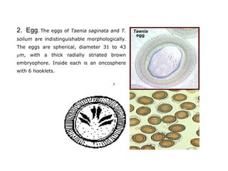 Taenia species.pptx for MBBS and BDS students | PPTX