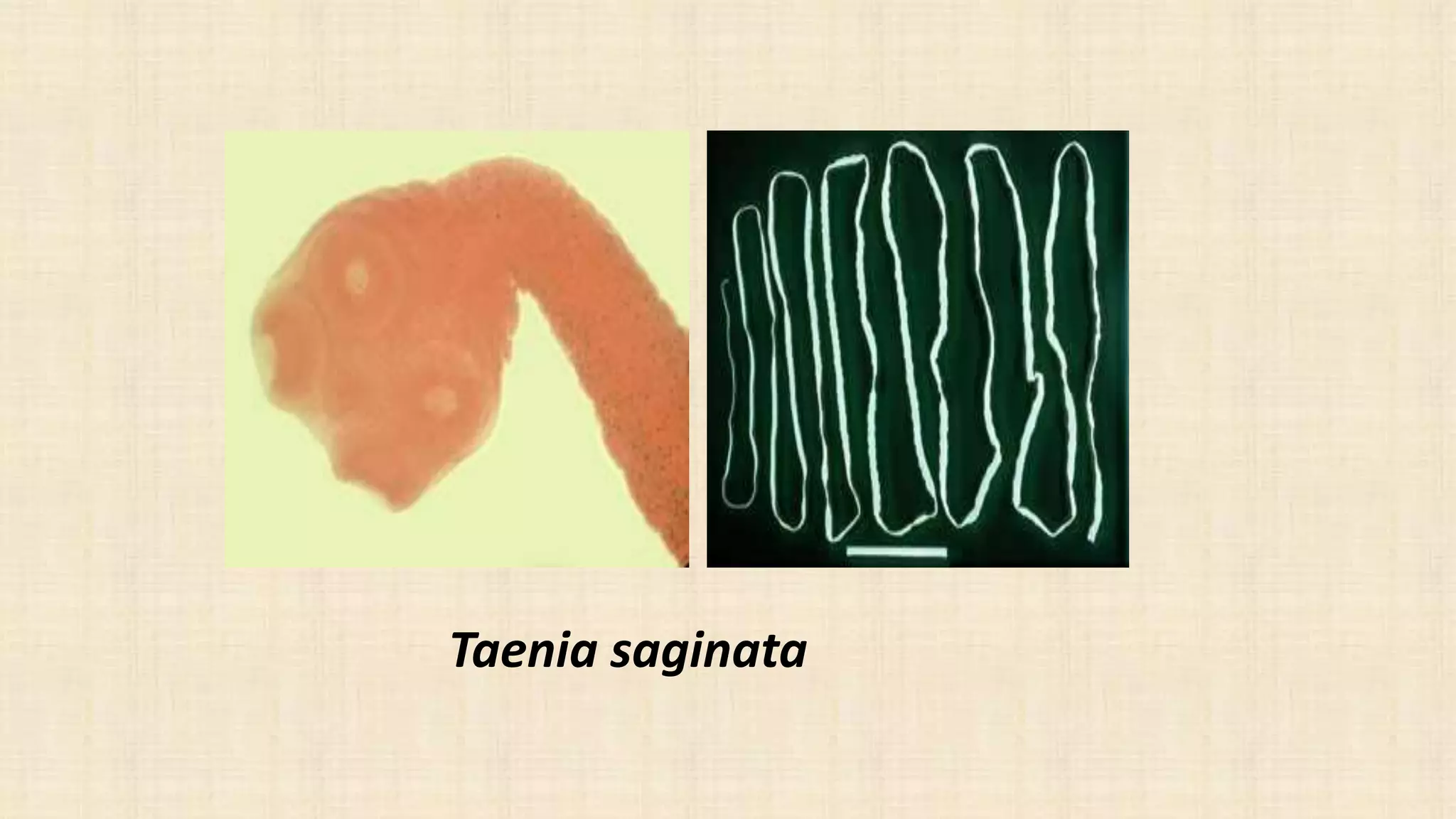 Taenia spp.. | PPTX