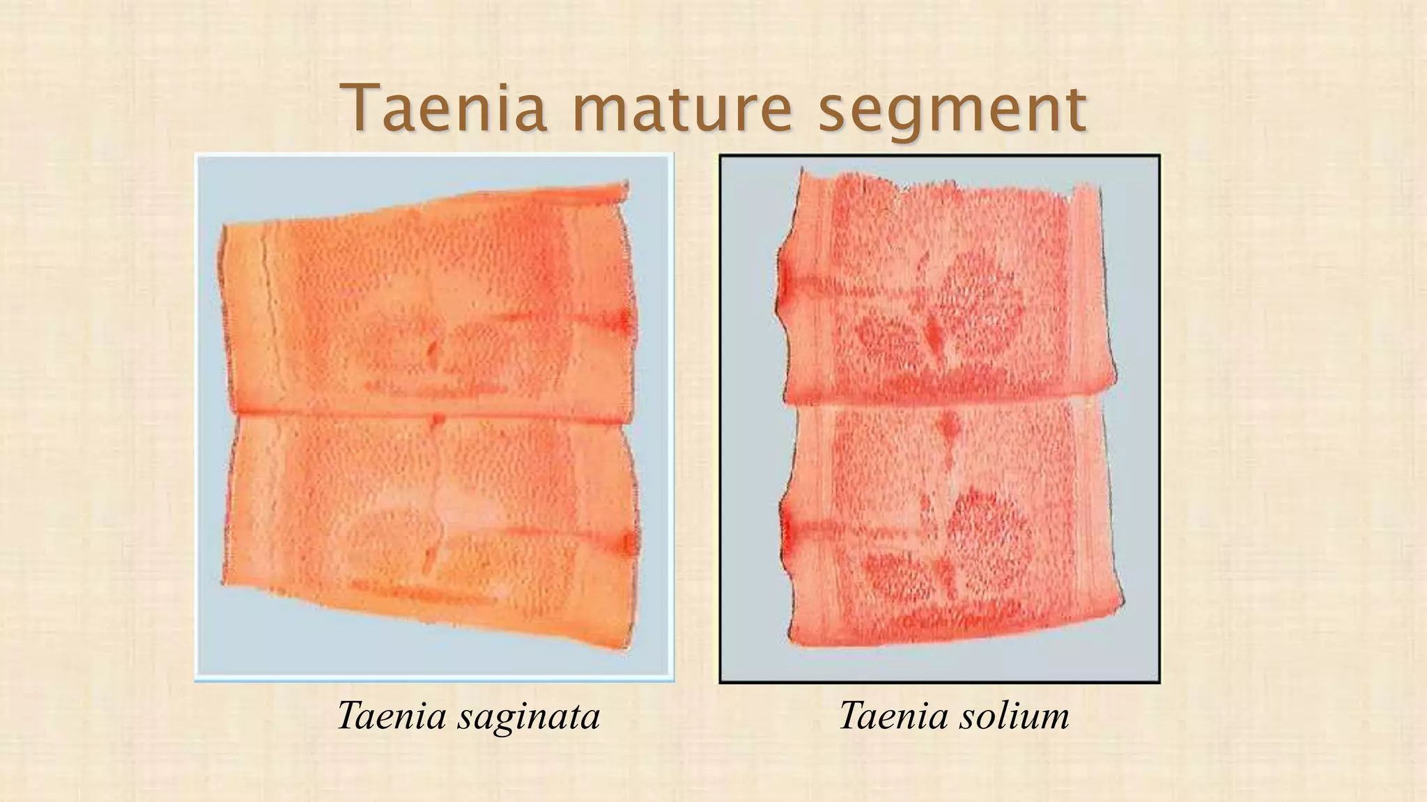 Taenia spp.. | PPTX