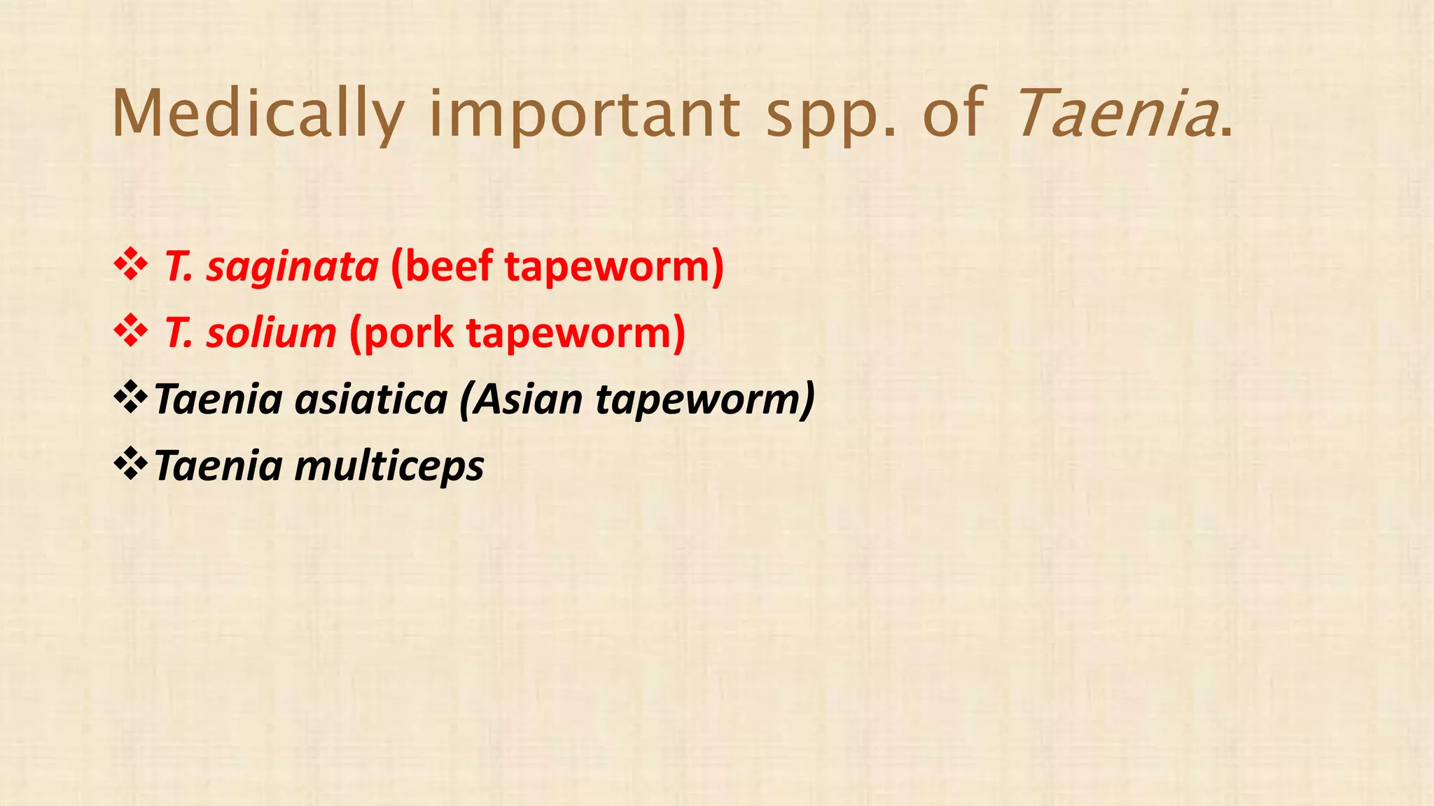 Taenia spp.. | PPTX