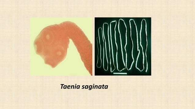 Taenia spp.. | PPTX | Digestive Disorders | Diseases and Conditions
