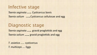 Taenia spp.. | PPTX