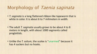 Taenia spp.. | PPTX