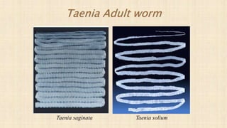 Taenia spp.. | PPTX