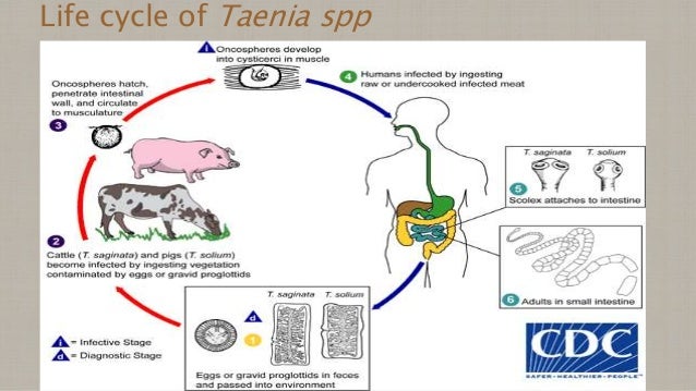 Taenia spp..
