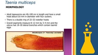 Taenia spp presentation . Given in detail | PPTX