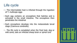 Taenia spp presentation . Given in detail | PPTX