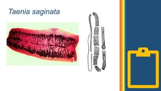 Taenia spp presentation . Given in detail | PPTX