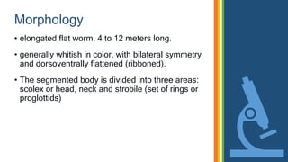 Taenia spp presentation . Given in detail | PPTX