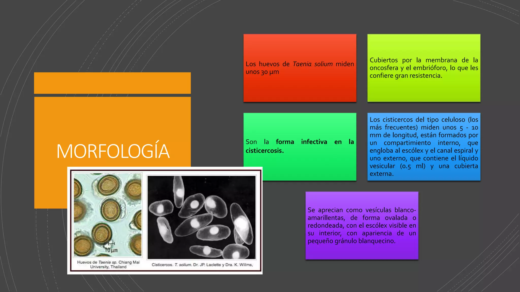 TAENIOSIS Y CISTICERCOSIS. Taenia saginata y Taenia solium. | PPT