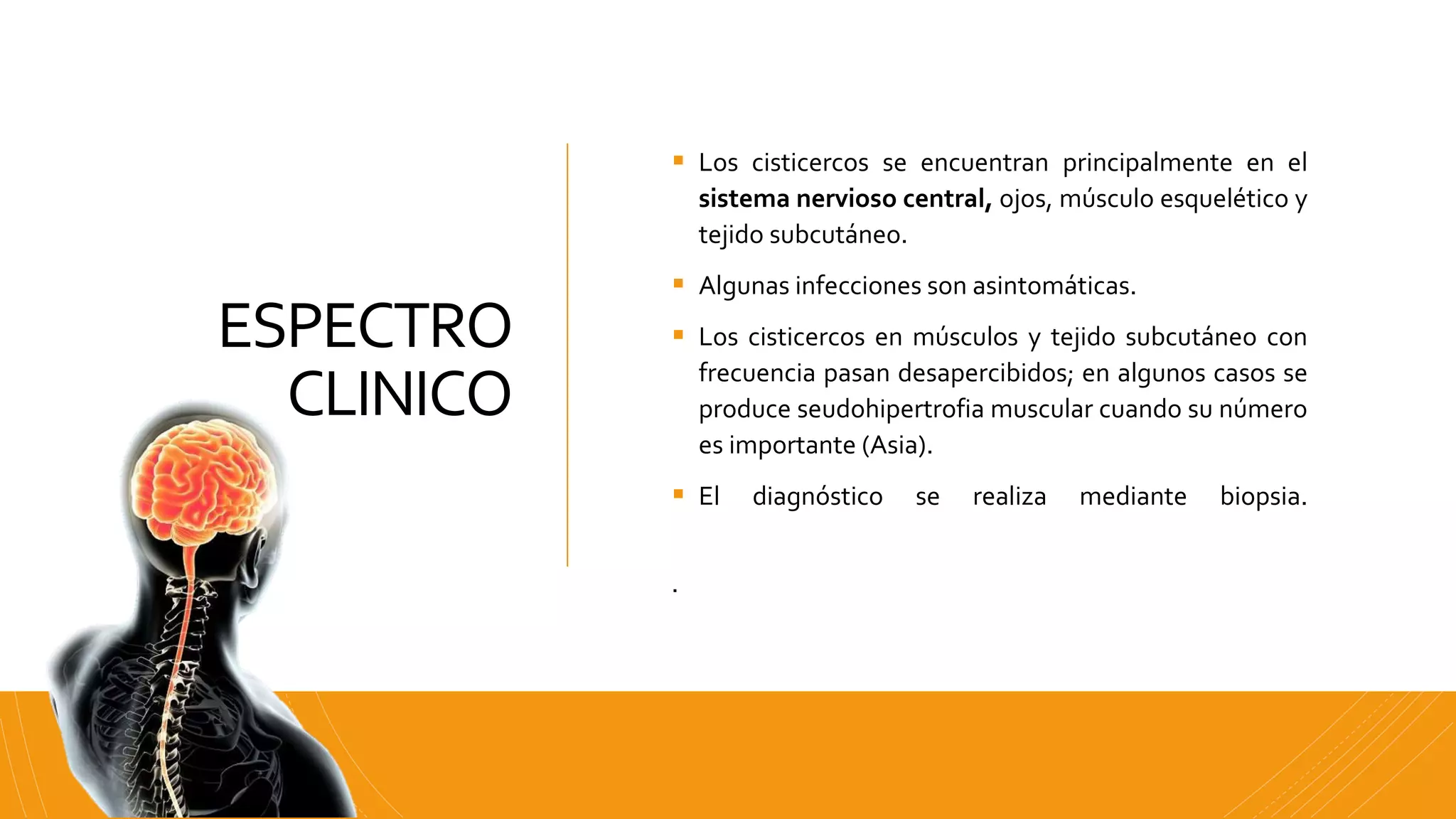 TAENIOSIS Y CISTICERCOSIS. Taenia saginata y Taenia solium. | PPT