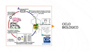 TAENIOSIS Y CISTICERCOSIS. Taenia saginata y Taenia solium. | PPTX