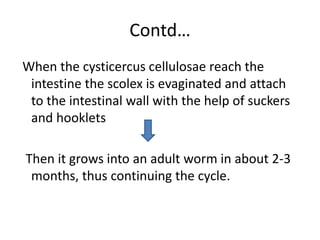 Taenitaenia solium | PPTX