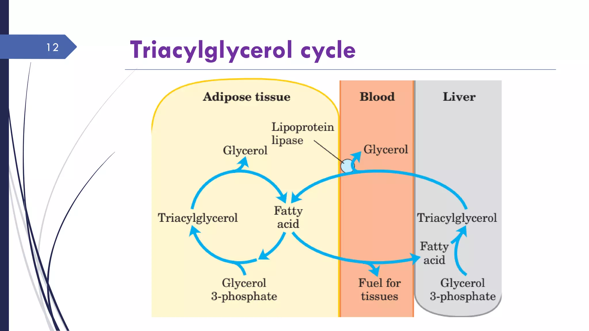 Tag biosynthesis, storage and functions | PDF