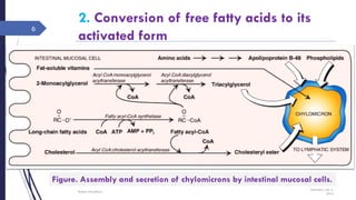 Tag biosynthesis, storage and functions | PDF