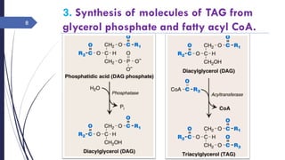 Tag biosynthesis, storage and functions | PDF