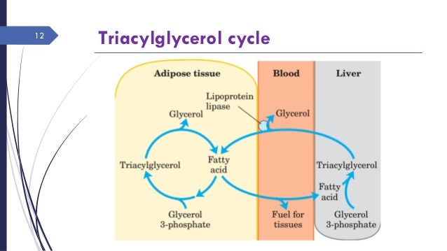 Triacylglycerol Synthesis
