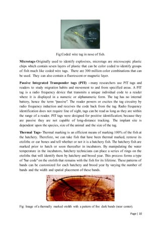 Tagging methods for stock assessment and research in fisheries | DOCX