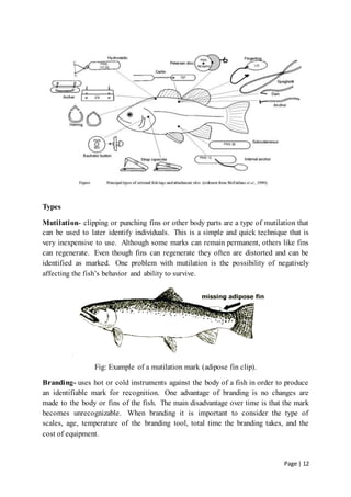 Tagging methods for stock assessment and research in fisheries | DOCX