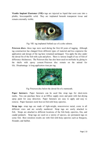 Tagging methods for stock assessment and research in fisheries | DOCX