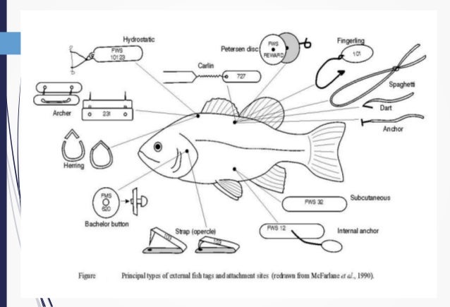Tagging methods for stock assessment and research in fisheries