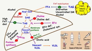 Tag metabolism | PPSX