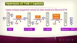Tag metabolism | PPSX