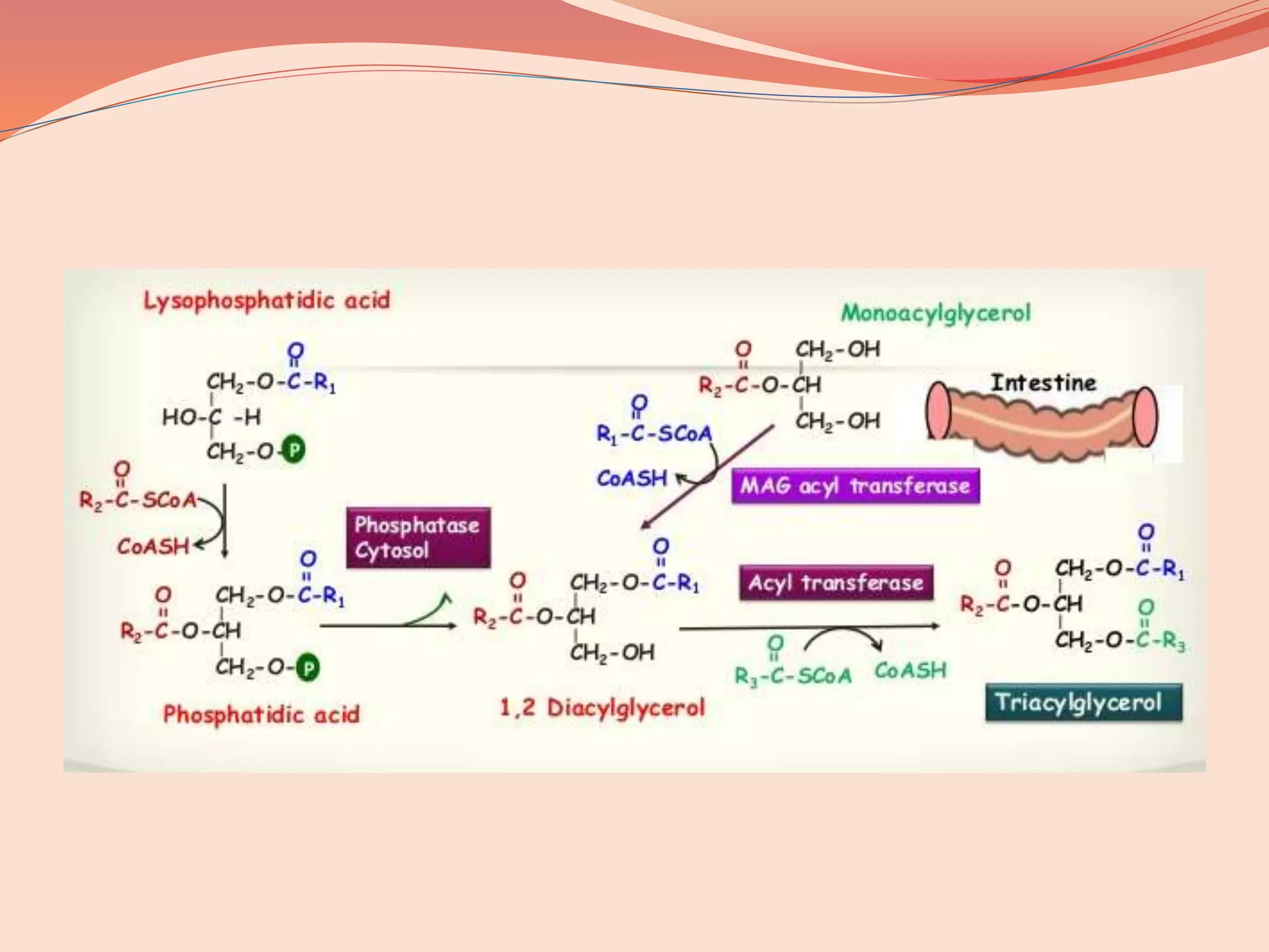 Triglyceride metabolism | PPTX