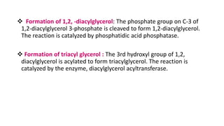 triacylglycerol metabolism | PPTX