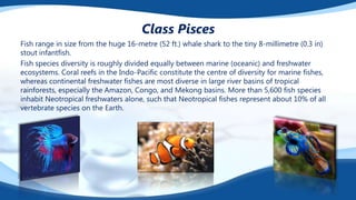 DIVERSITY IN LIVING ORGANISMS | PPTX