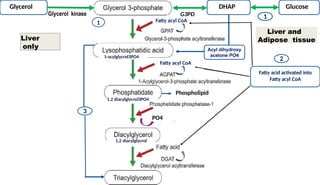 Triacylglycerol synthesis and Lipolysis -1New.pptx
