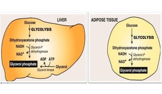 Triacylglycerol synthesis and Lipolysis -1New.pptx