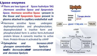 Triacylglycerol synthesis and Lipolysis -1New.pptx