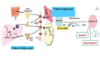 Triacylglycerol synthesis and Lipolysis -1New.pptx